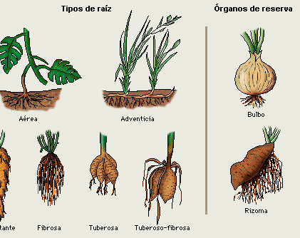 Tipos de raíces - Tipos De