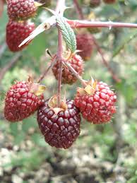 Tipos de frutos - Tipos De